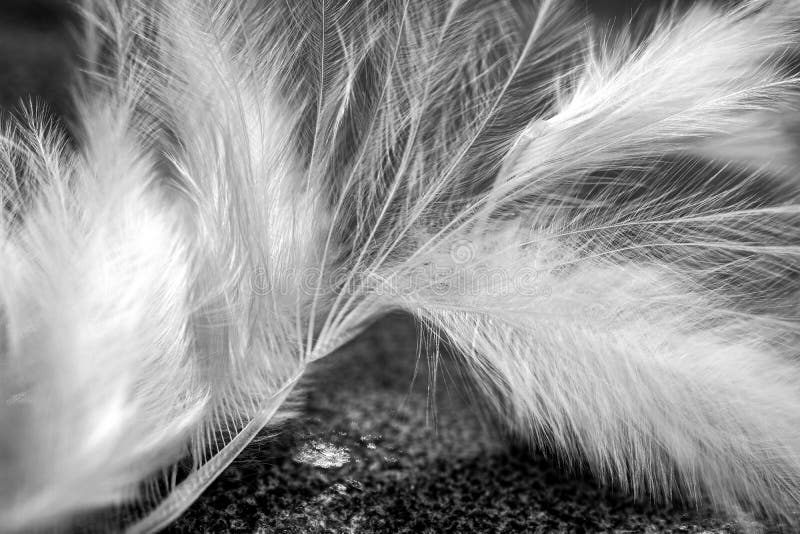 Feather Texture is Photographed in Abstraction. Produced with Macro ...