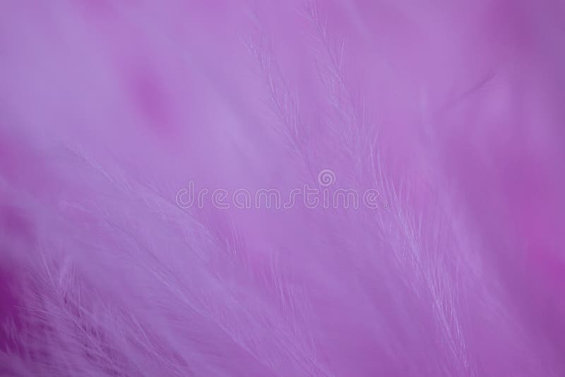 Feather Texture is Photographed in Abstraction. Produced with Macro ...