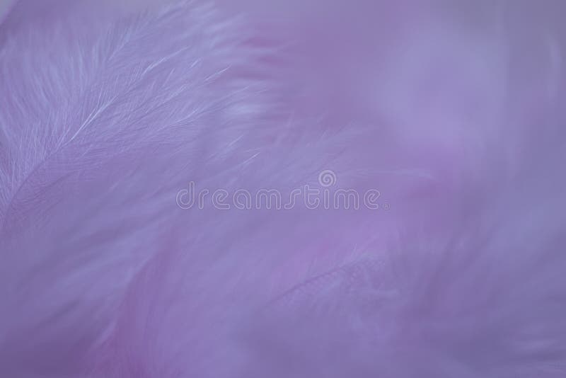 Feather Texture is Photographed in Abstraction. Produced with Macro ...