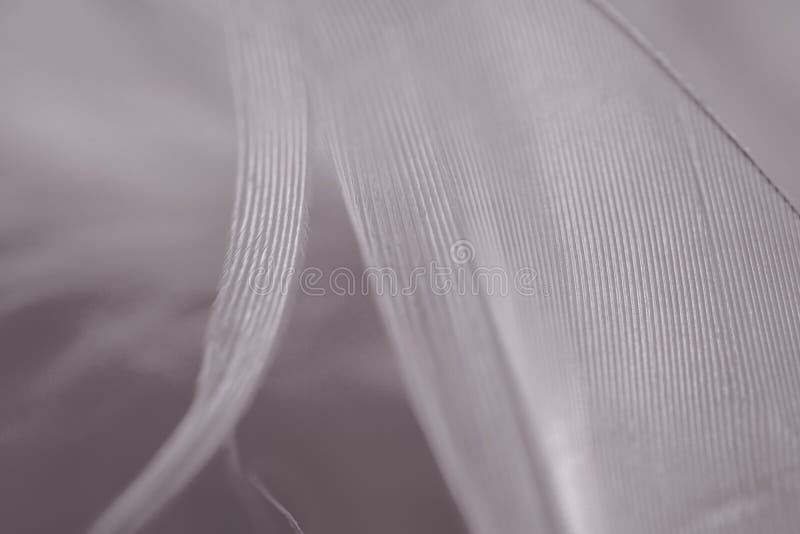 Feather Texture is Photographed in Abstraction. Produced with Macro ...