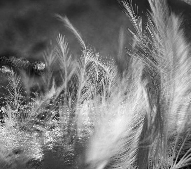Feather Texture is Photographed in Abstraction. Produced with Macro ...