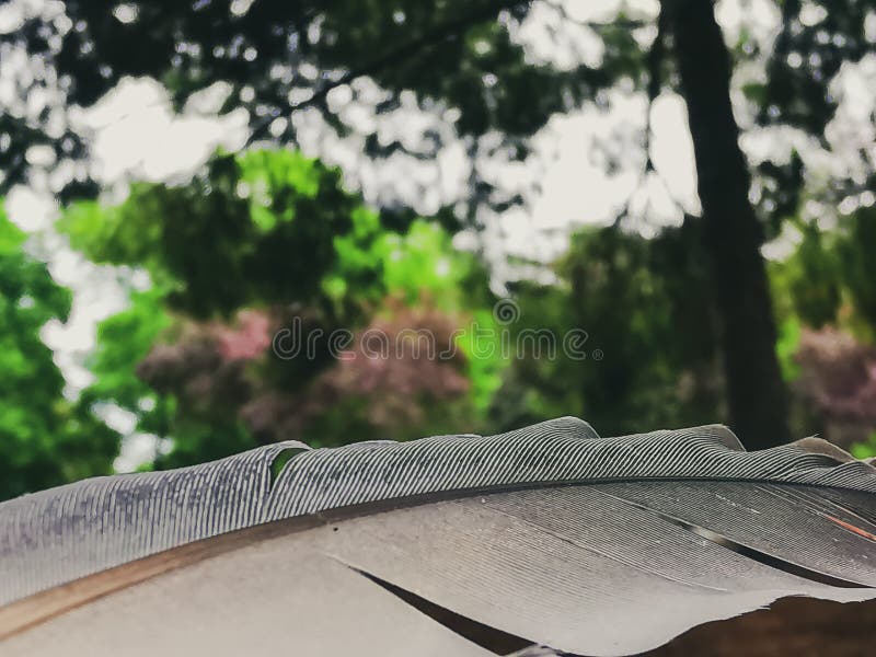 Feather tree and birds stock image. Image of feather - 161733031