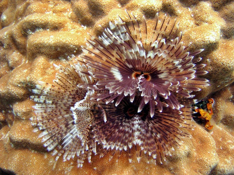 Feather Tube Worm stock photo. Image of detail, marine - 1575740