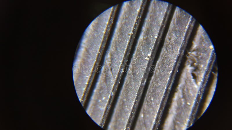 Feather under Microscope stock photo. Image of lines - 166709894