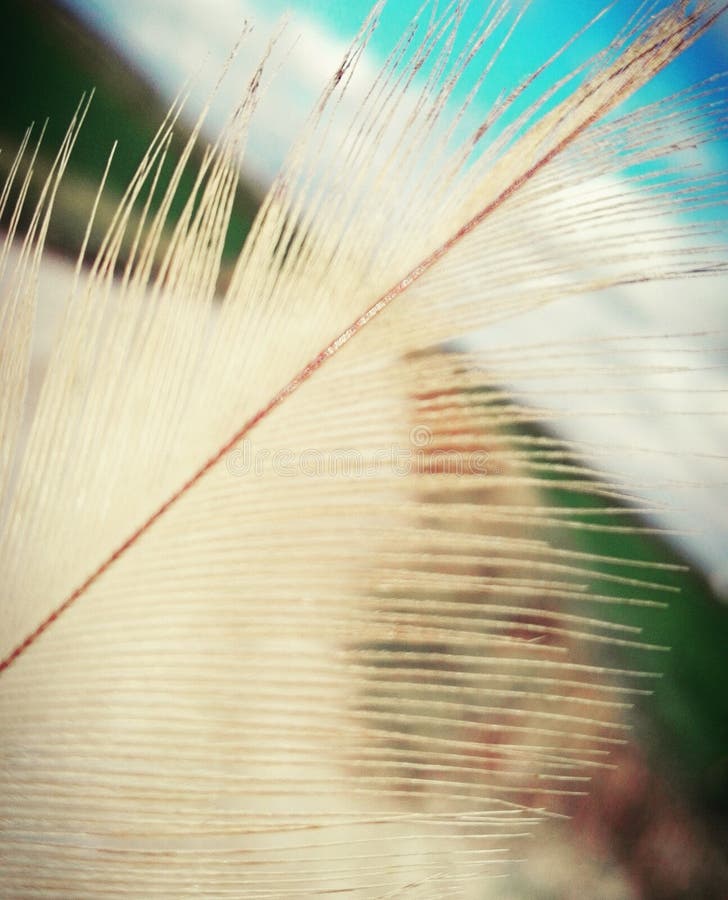 Feather view stock image. Image of road, feather, walk - 116797101