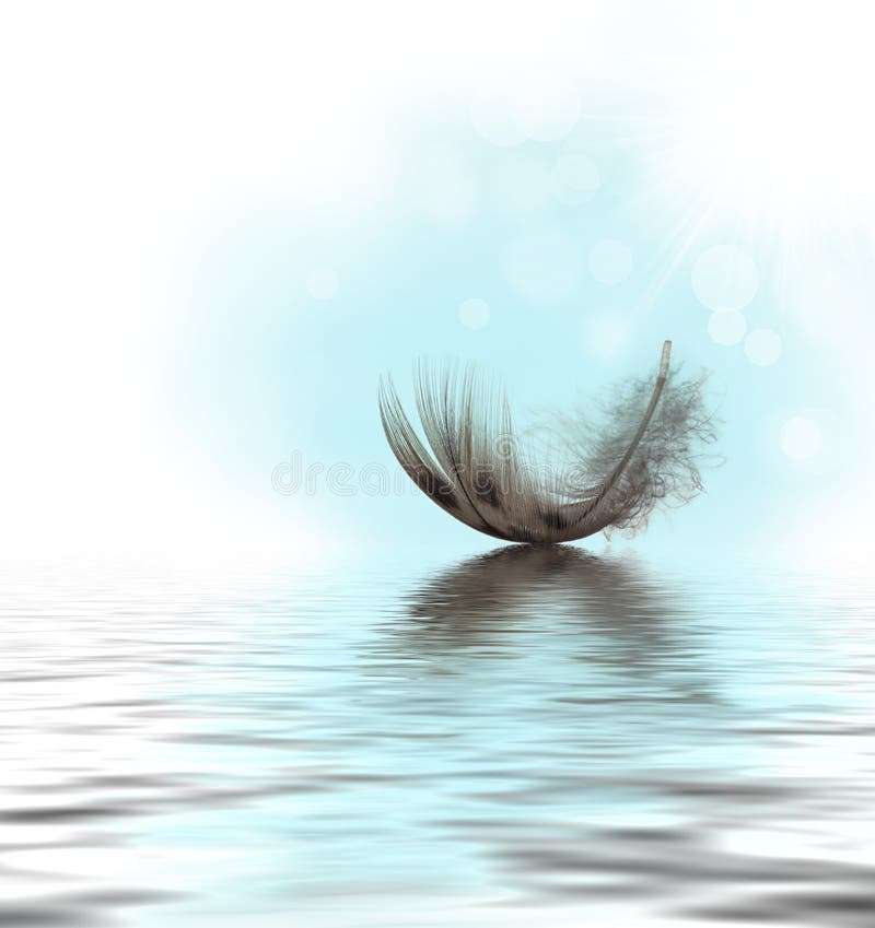 Feather on water stock photo. Image of bokeh, white, brown - 19291740