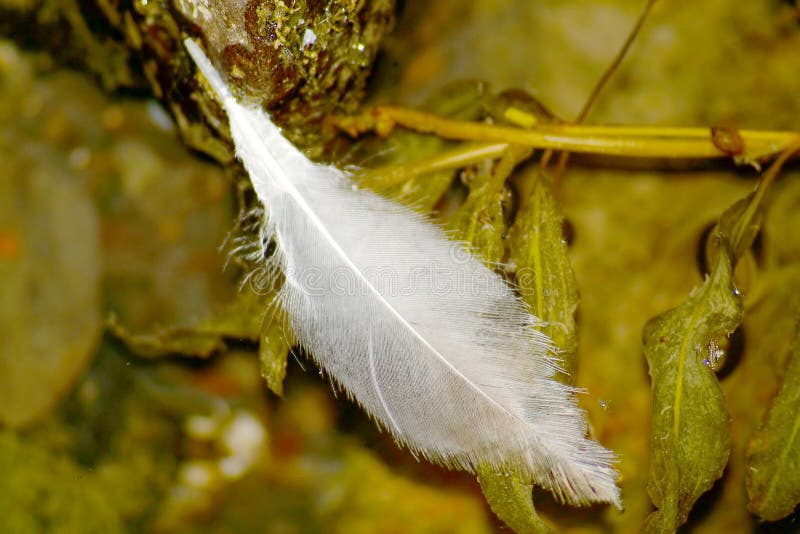 Feather on water stock photo. Image of plants, plant, trees - 273880