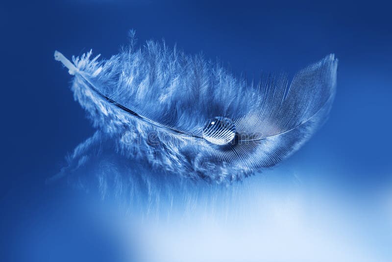 Feather with water drop stock photo. Image of coat, fluffy - 33966774