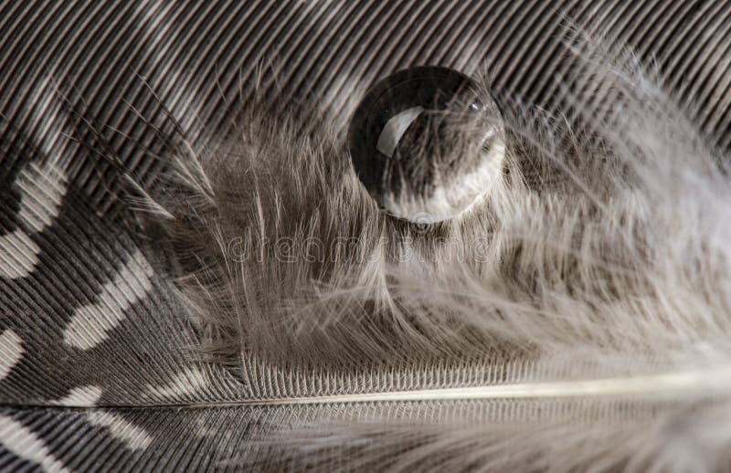 Feather with Water Drop - Macro Stock Image - Image of fluffy, geese ...