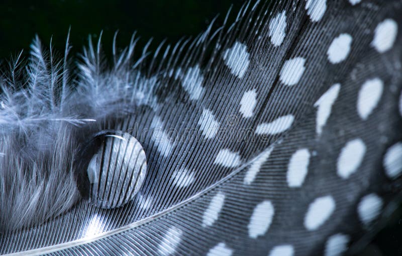 Feather with Water Drop - Macro Stock Photo - Image of feathering ...