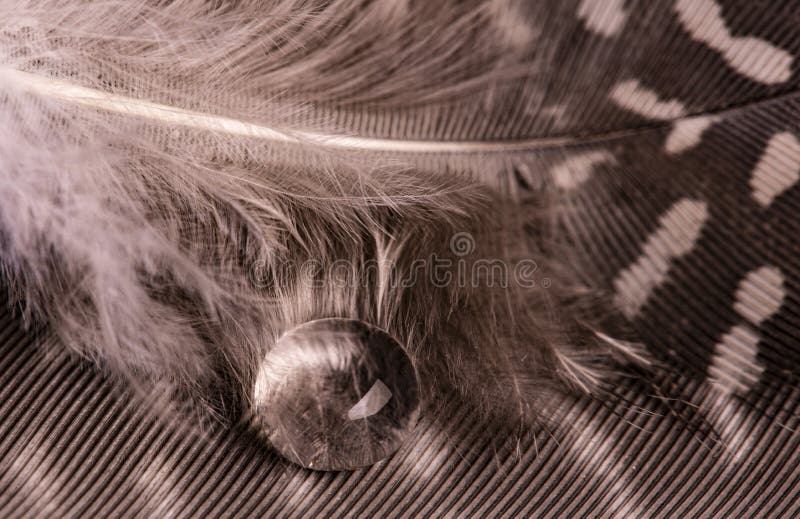Feather with Water Drop - Macro Stock Photo - Image of microscopic ...