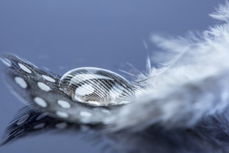 Feather with Water Drop - Macro Stock Photo - Image of detail ...