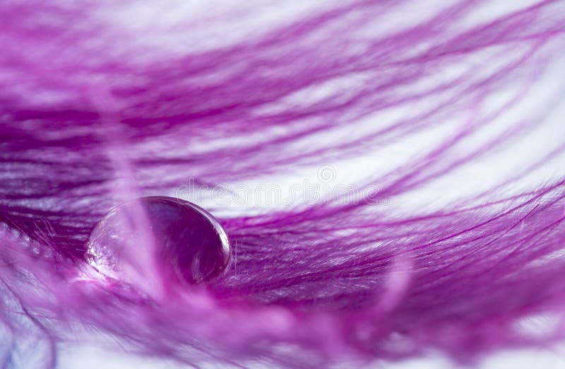 Feather with Water Drop - Macro Stock Photo - Image of fragile ...