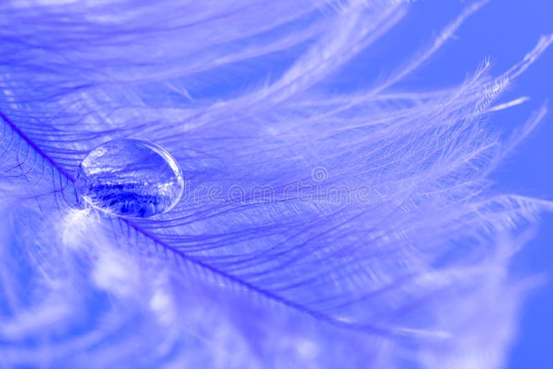 Feather with water drop stock photo. Image of coat, fluffy - 33966774