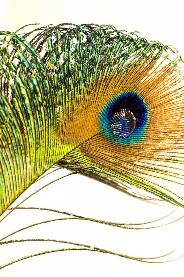 Feather and Water Drop stock image. Image of paint, decoration - 60454045