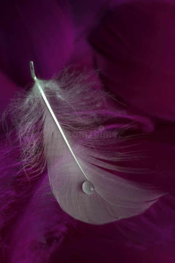 Feather and water drop stock photo. Image of vertical - 177498150