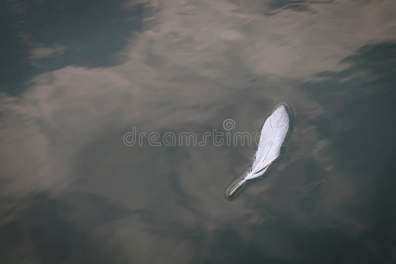 Feather on water stock image. Image of background, moist - 107414365