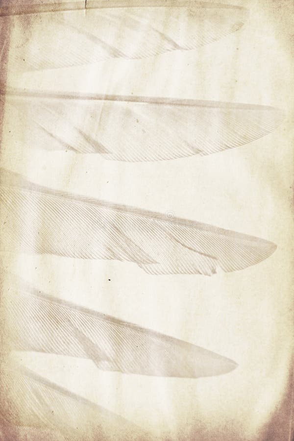 Feather watermark stock photo. Image of information, manuscript - 66105870