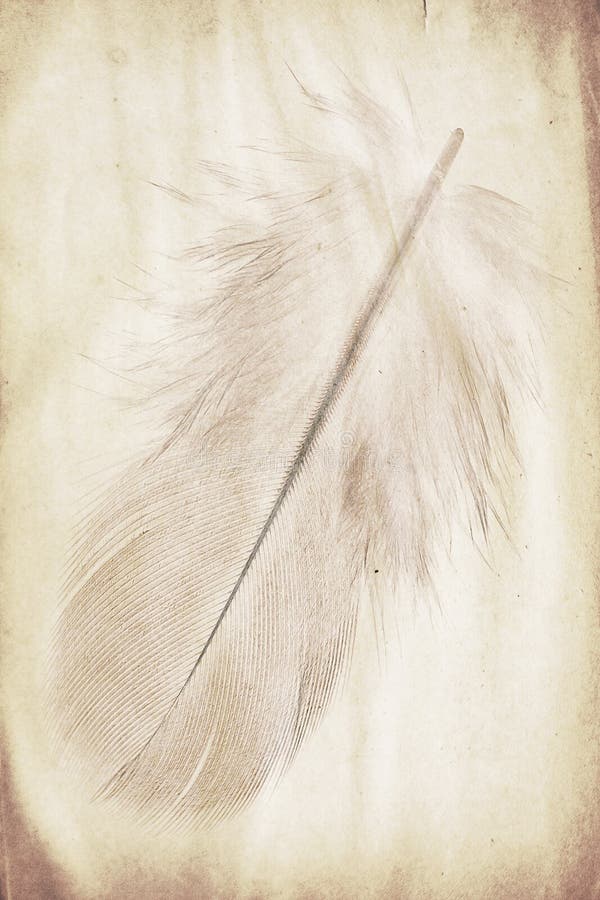 Feather watermark stock image. Image of history, antique - 65994049