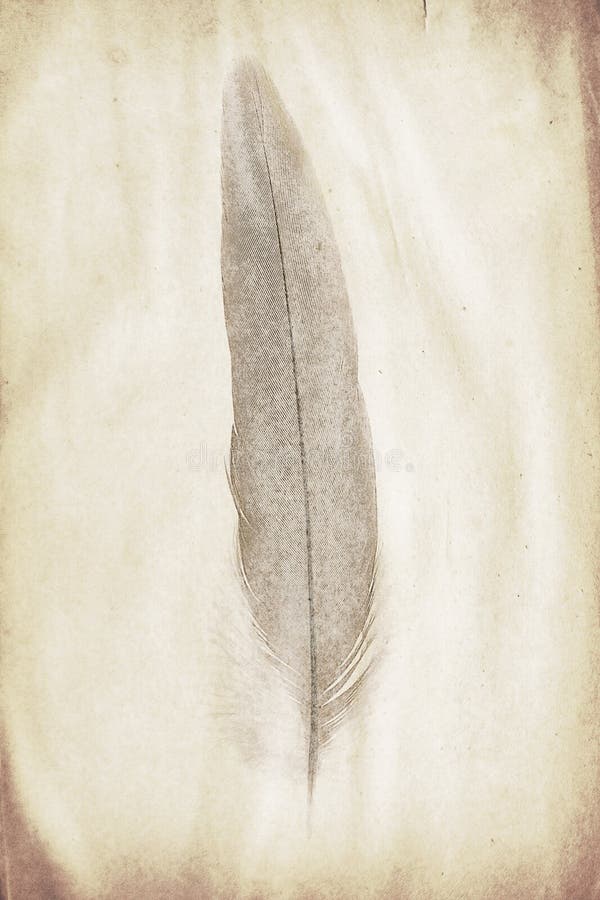 Feather watermark stock image. Image of diary, empty - 66105957