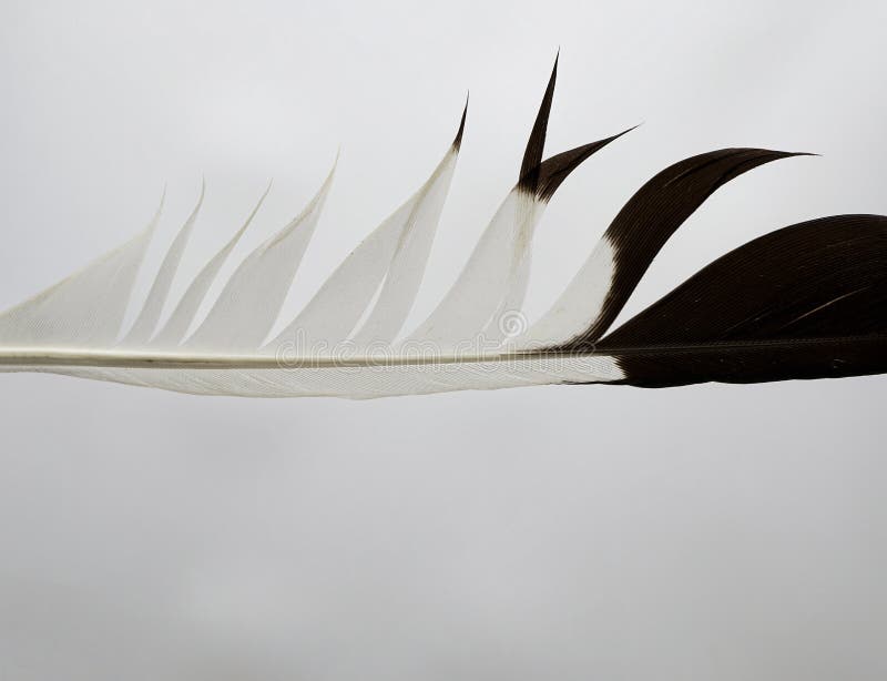 Feather on White Background Showing Details and Abstract Shapes and ...