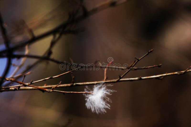 Feather stock photo. Image of fragile, green, birds - 114711926