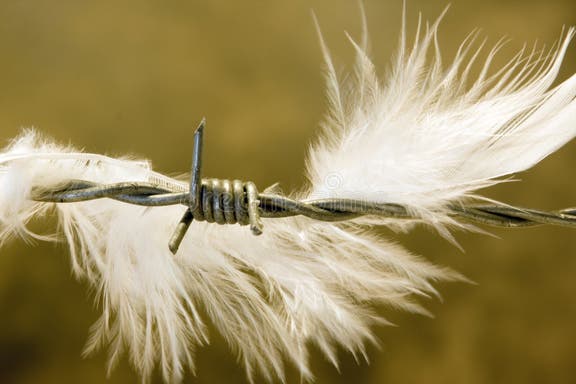 Feather on wire stock photo. Image of barb, iron, barrier - 10105446