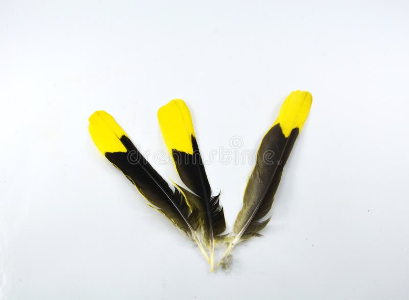 Feather Yellow 3 stock photo. Image of bristle, birds - 45368268