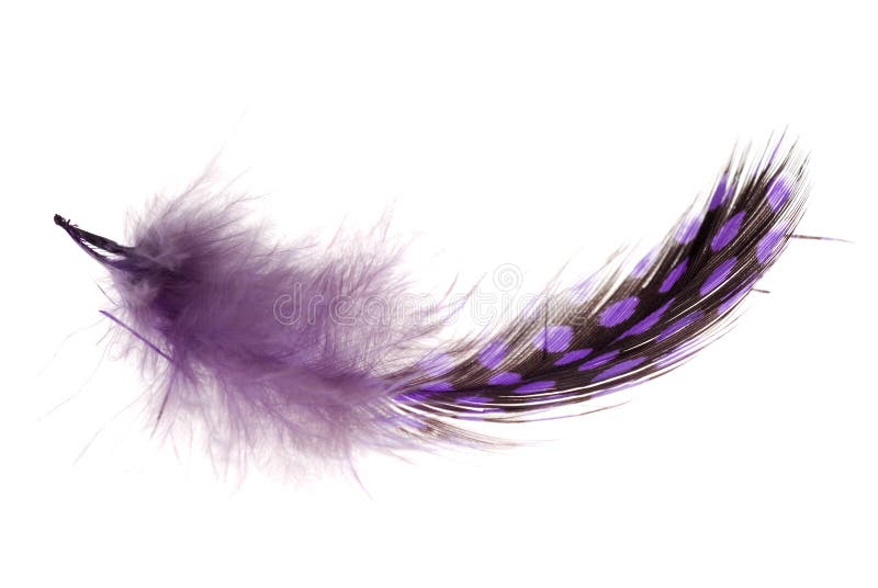 Feather Free Stock Photos & Pictures, Feather Royalty-Free and Public ...