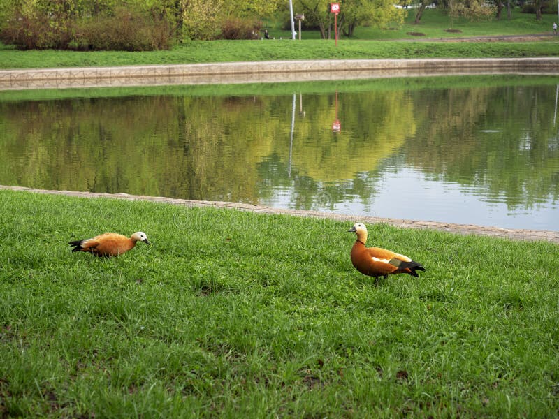 Ducks in the Park on Vacation Stock Image - Image of male, paernatye ...