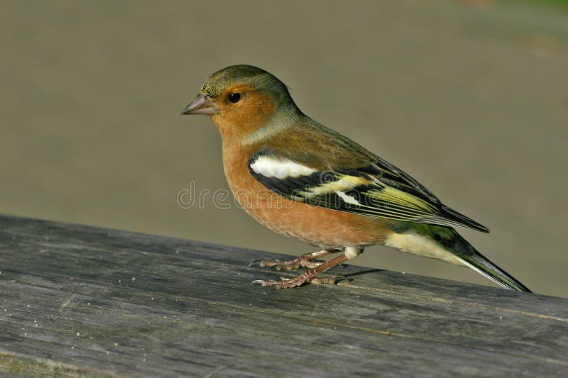 Feathered Friend stock photo. Image of animal, wing, perch - 4059846