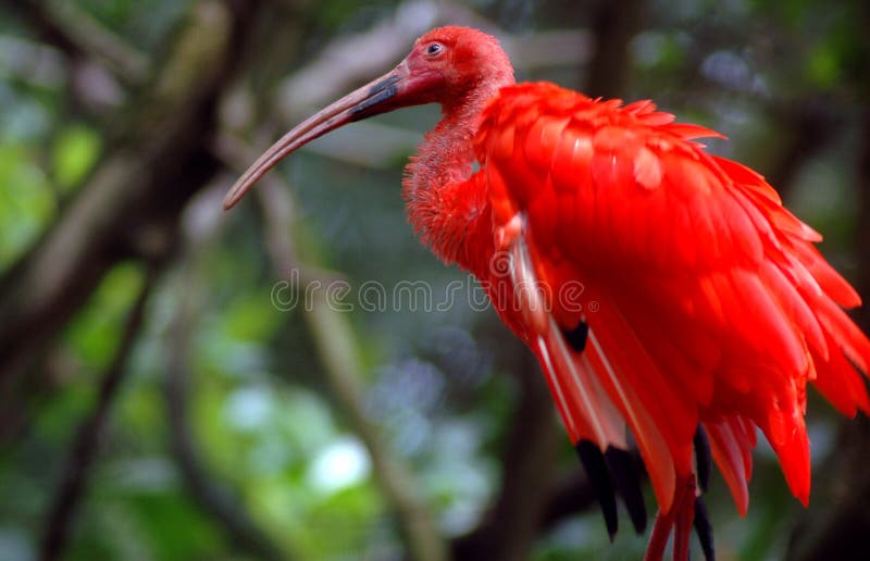 Feathered Friend Part 2 stock image. Image of wings, beak - 445327