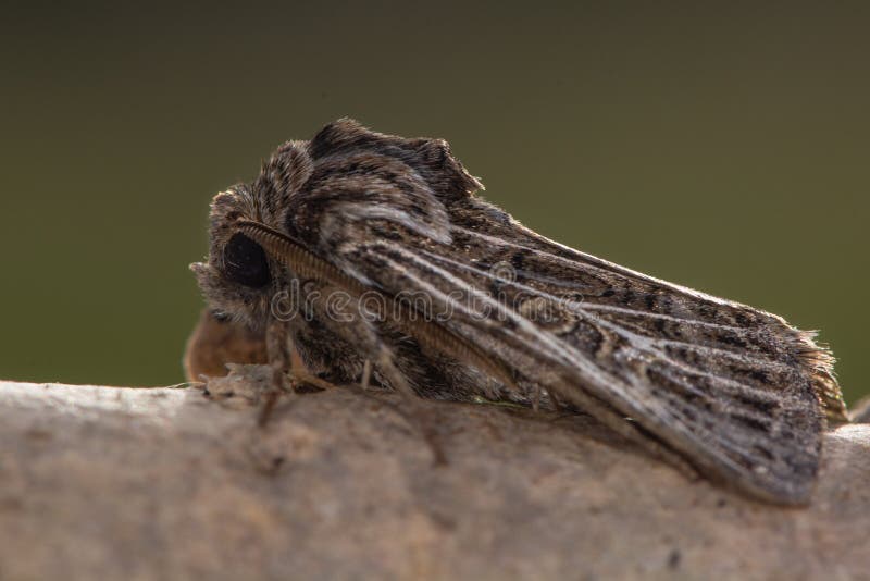 Feathered Gothic Moth (Tholera Decimalis) Stock Image - Image of moth ...