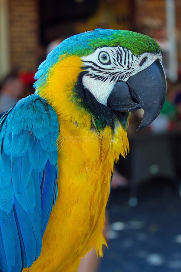 Talking Cockatoo Parrot with a Microphone Stock Photo - Image of ...