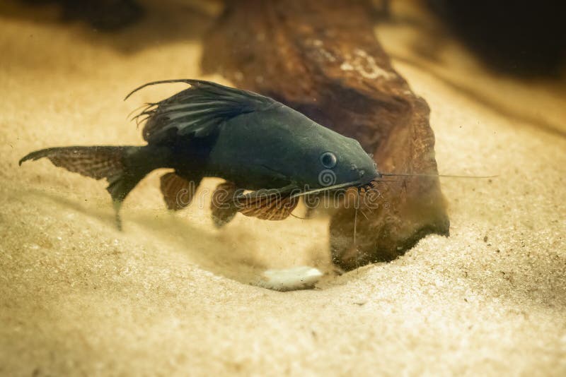 Featherfin Squeaker Catfish - Freshwater Fish Stock Image - Image of ...