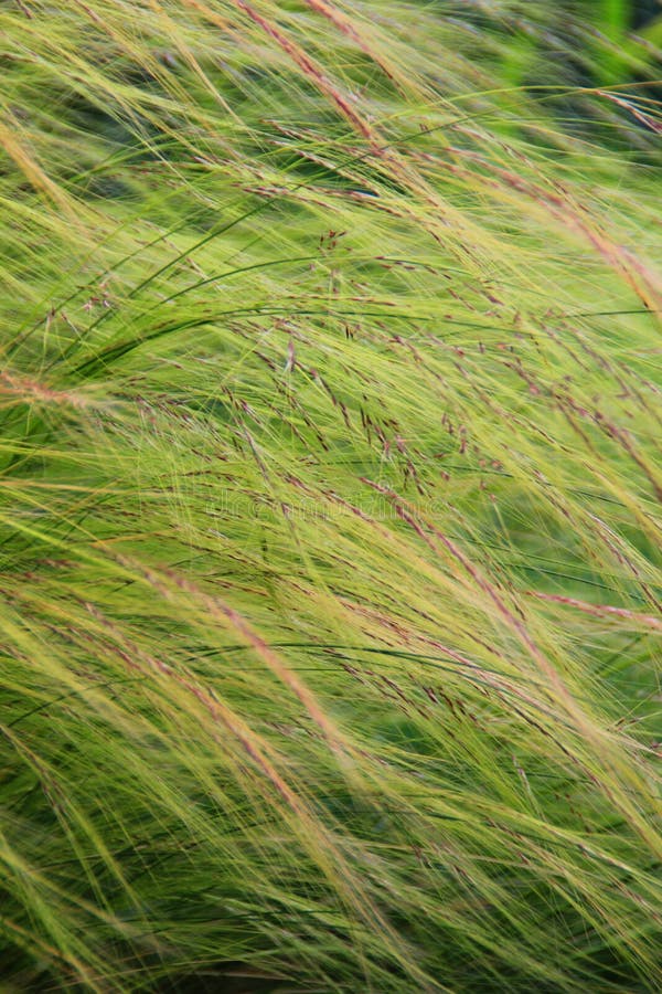 Feathering Grass stock image. Image of calm, grass, peaceful - 72038231
