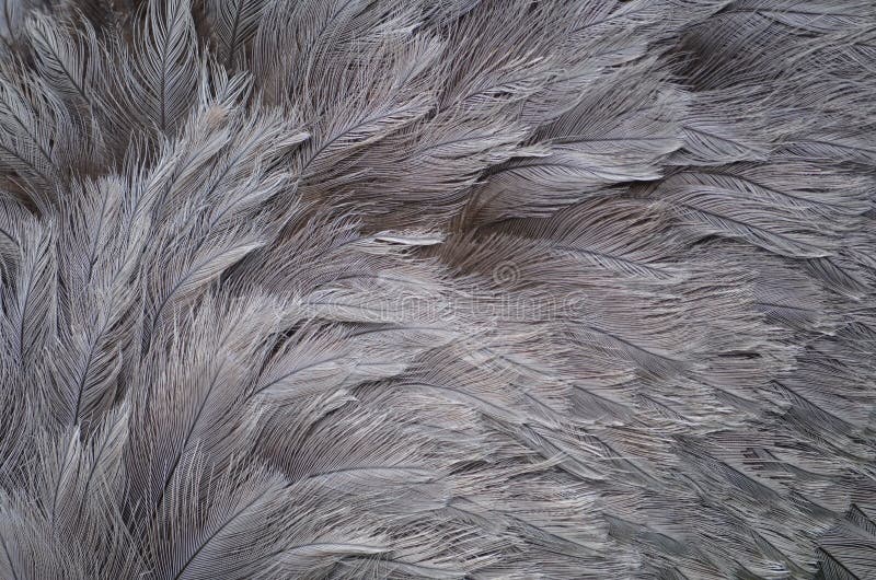 Feathering of the Greater Rhea (Rhea Americana) Stock Photo - Image of ...