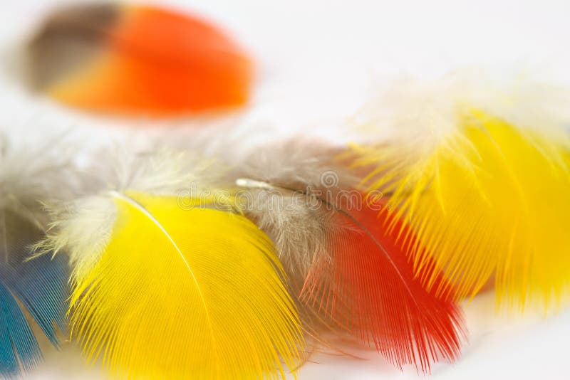 Feather borders stock image. Image of softness, soft, feathers - 1209007