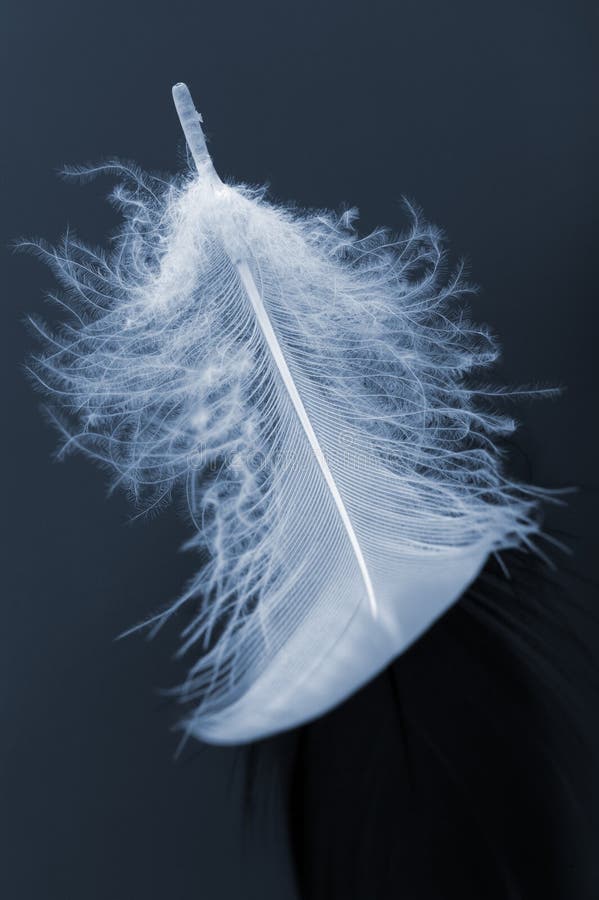 Feather Pen Abstract Colors in the Ink Pot Stock Image - Image of blot ...