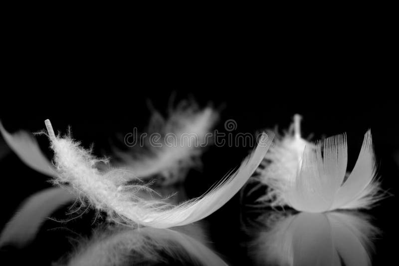 Falling feather stock photo. Image of background, moment - 3779572