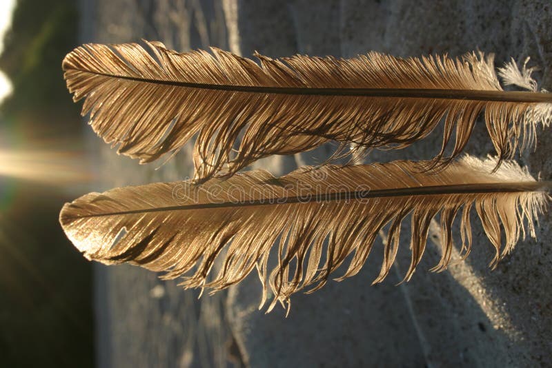 Feathers Against the Sun #3 Stock Image - Image of bird, macro: 251565