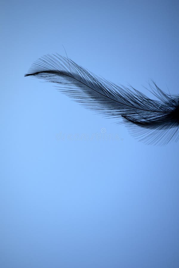 Feathers Backlit Showing Intricate Details Stock Photo - Image of birds ...