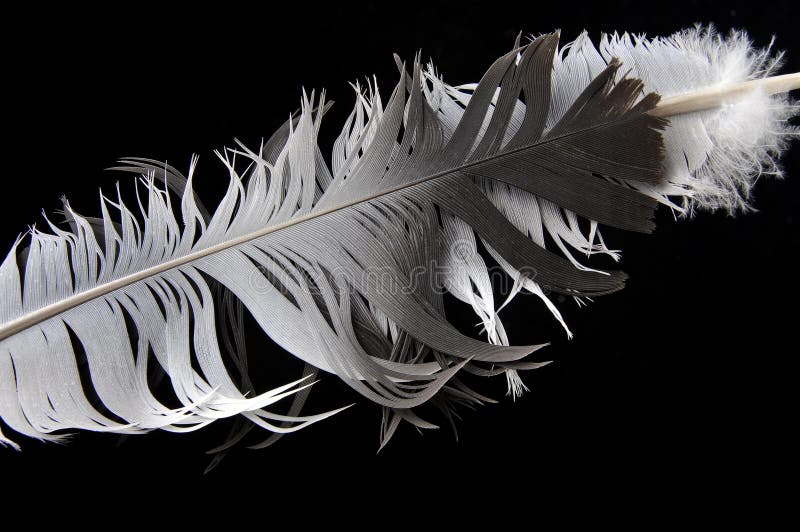Feathers Backlit Showing Intricate Details Stock Photo - Image of birds ...