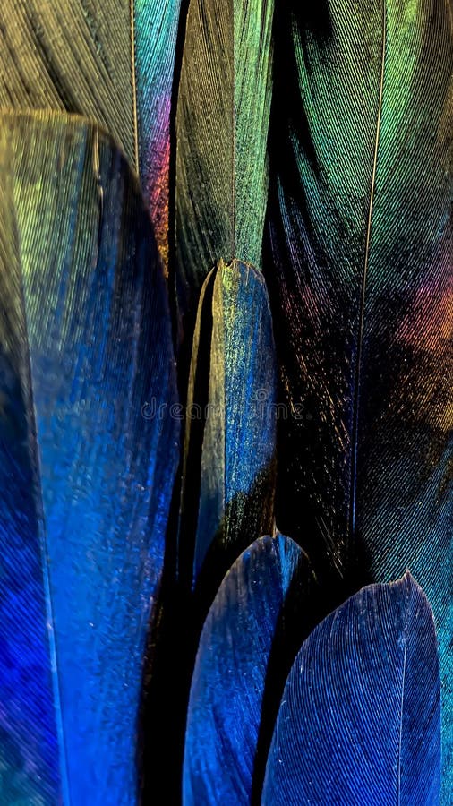 Rainbow feathers of birds stock image. Image of feathers - 167412021