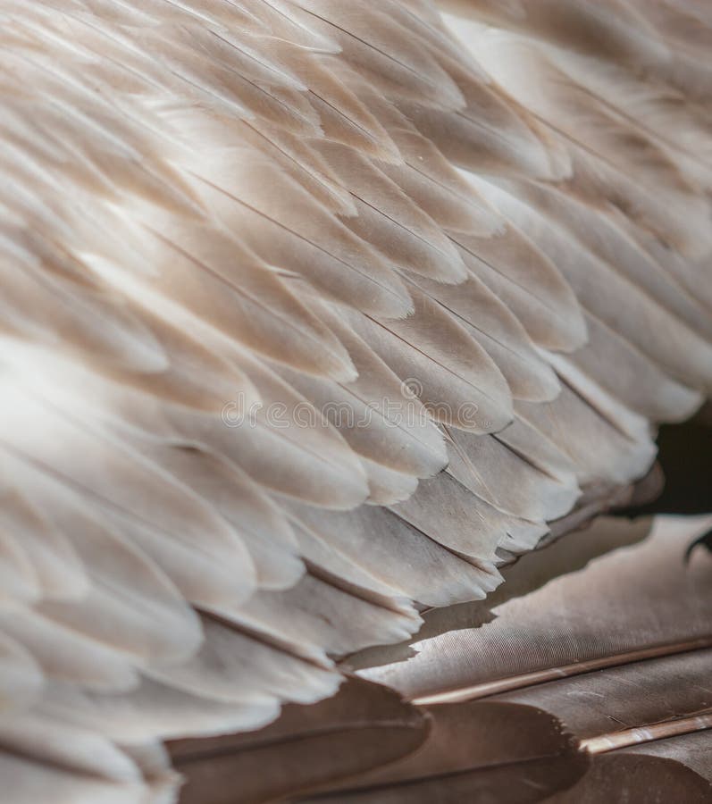 Feathers on Bird Wing As Abstract Background Stock Image - Image of ...