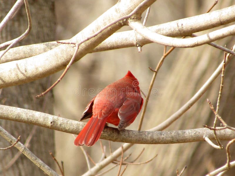 Cardinal turned stock photo. Image of turned, wildlife - 66001596