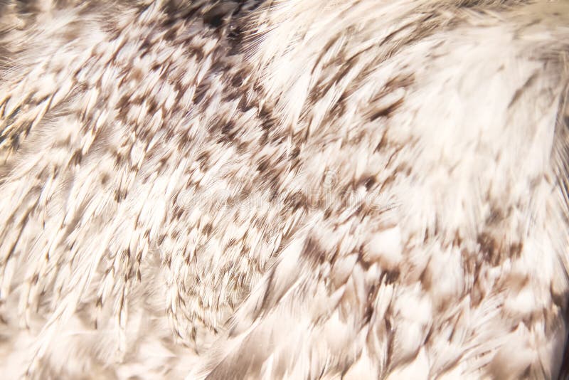 869 Chicken Skin Texture Background Stock Photos - Free & Royalty-Free ...