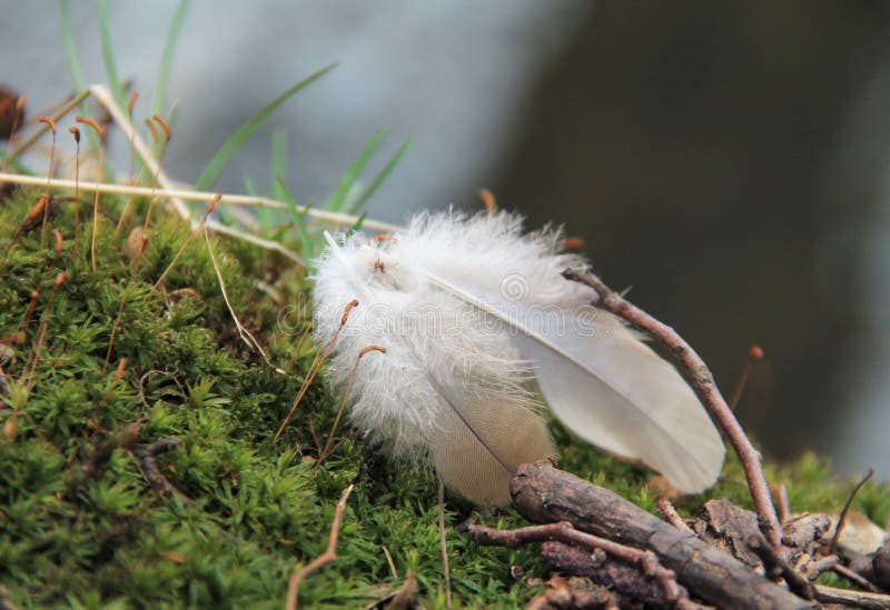 Feathers stock image. Image of birds, ornithology, outdoor - 89367749