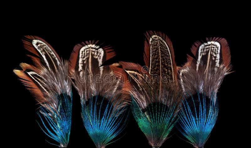 Feathers of Different Shapes and Colors on a Black Background Stock ...
