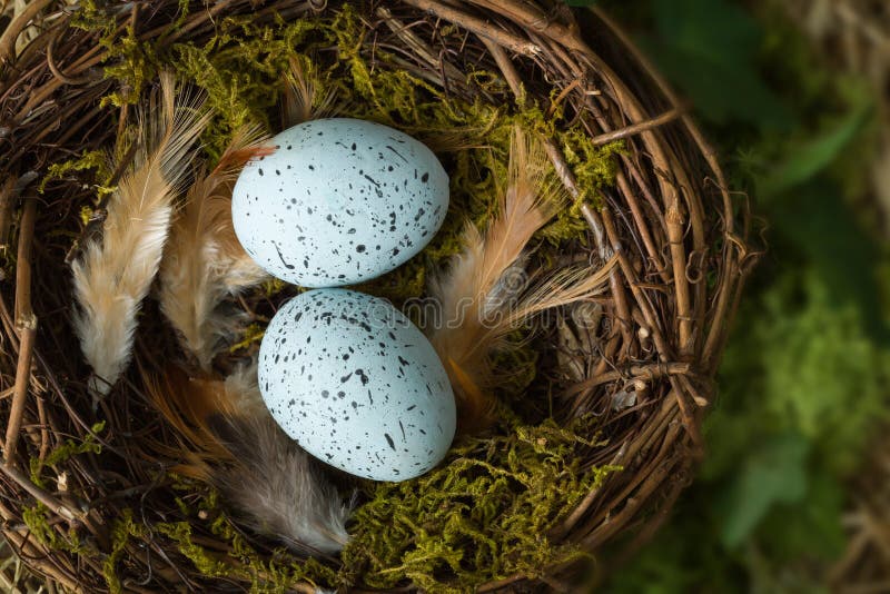 Feathers and eggs in nest stock photo. Image of natural - 65780502